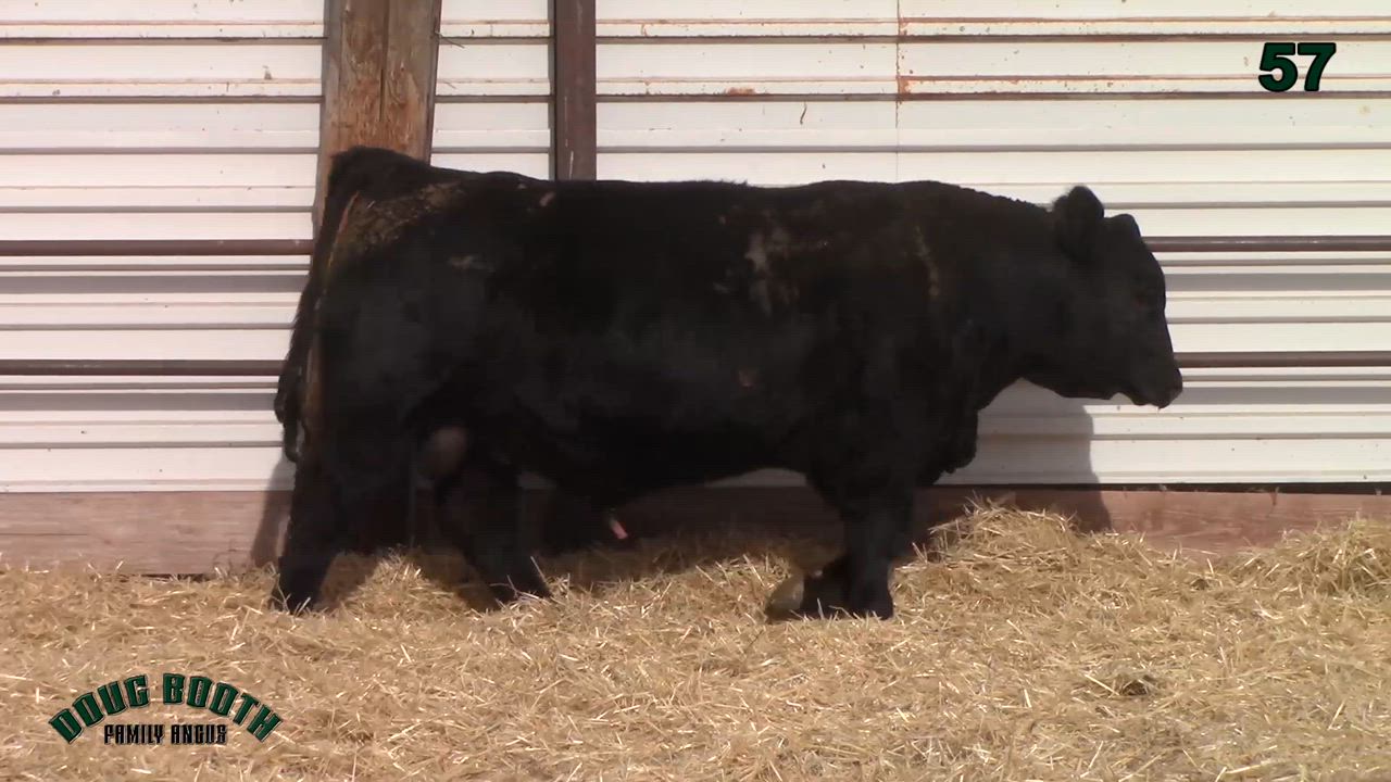Lot 57: Doug Booth Family Angus - Annual Angus Bull Sale | DVAuction