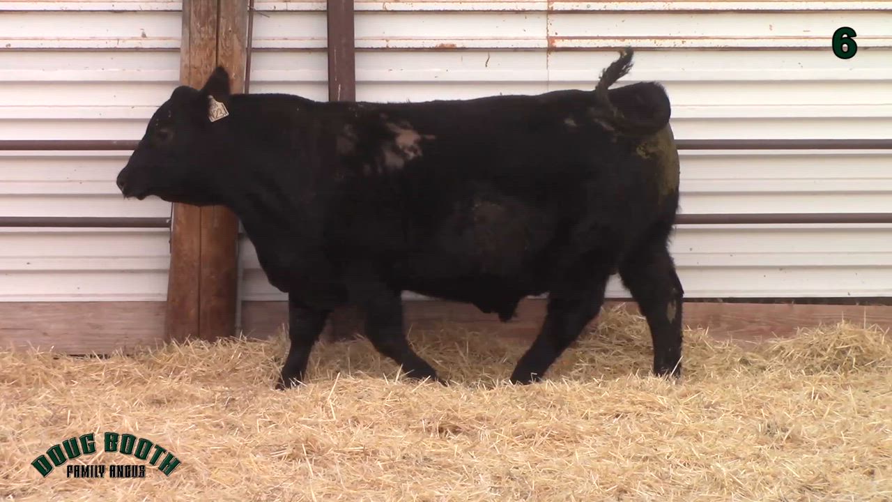 Lot 6: Doug Booth Family Angus - Annual Angus Bull Sale | DVAuction