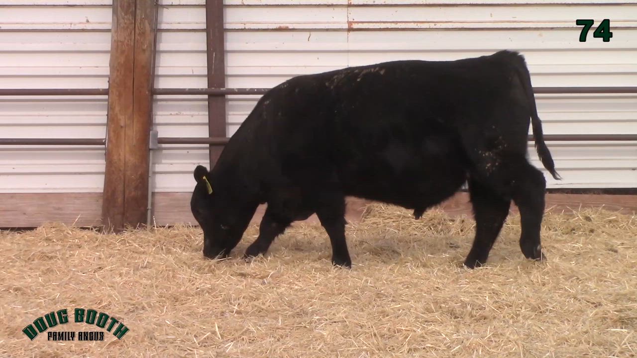 Lot 74: Doug Booth Family Angus - Annual Angus Bull Sale | DVAuction