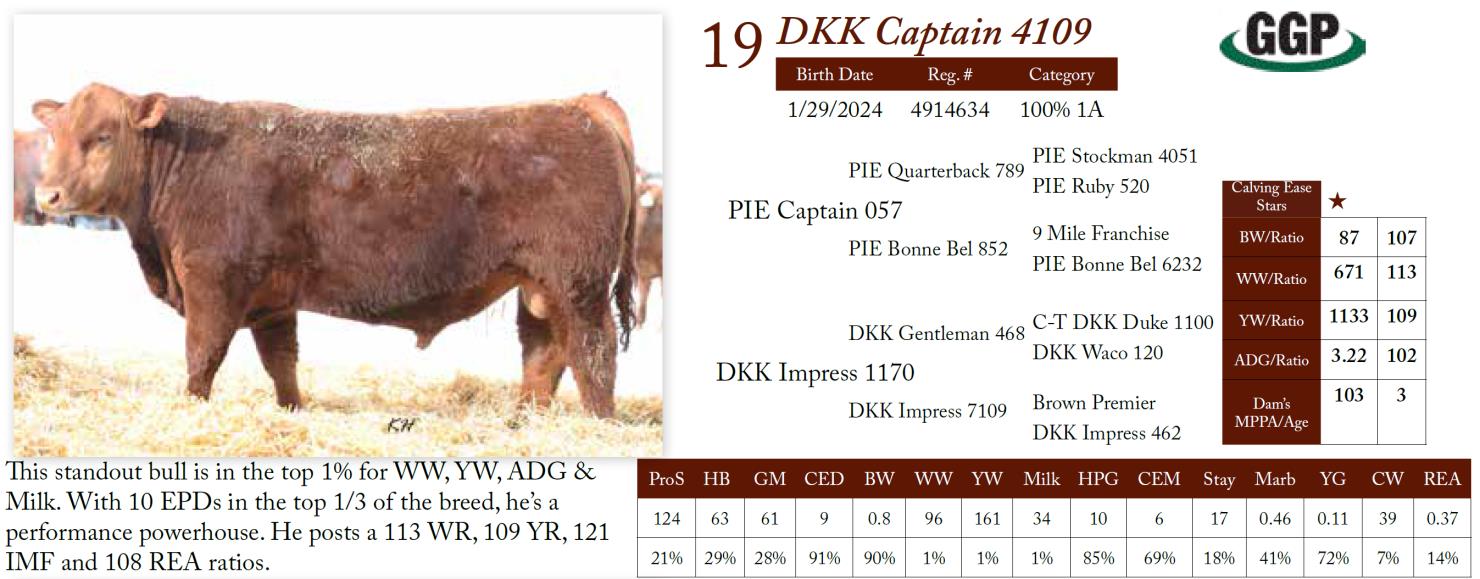 Lot 19: Klompien Red Angus - 13th Annual Red Angus Bull Sale | DVAuction