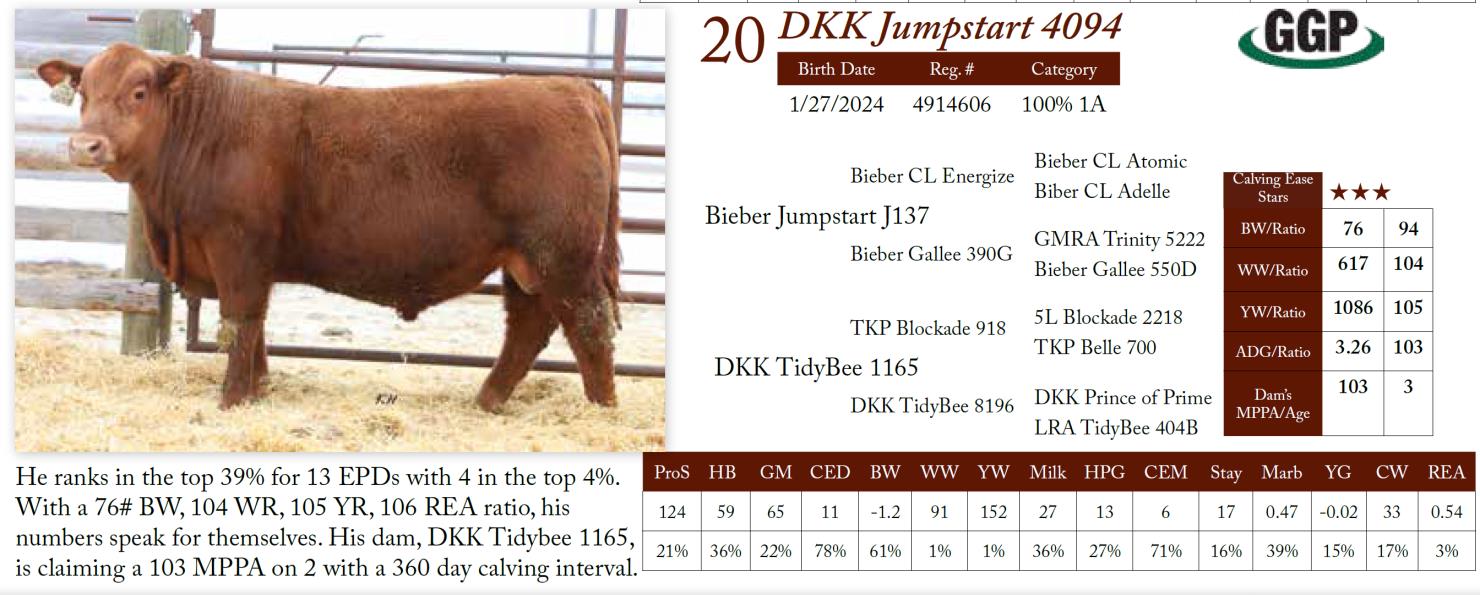 Lot 20: Klompien Red Angus - 13th Annual Red Angus Bull Sale | DVAuction