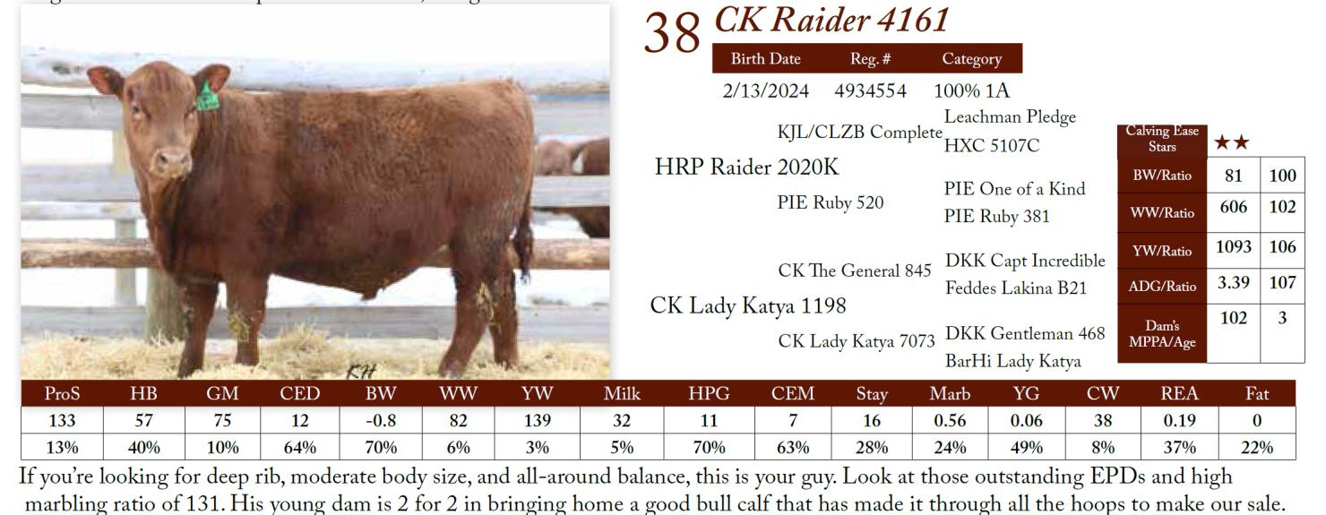 Lot 38: Klompien Red Angus - 13th Annual Red Angus Bull Sale | DVAuction