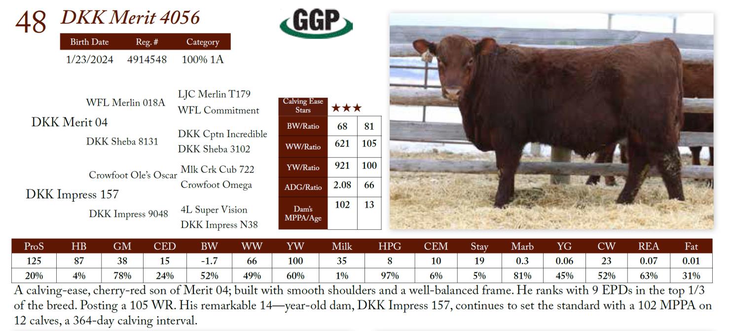 Lot 48: Klompien Red Angus - 13th Annual Red Angus Bull Sale | DVAuction