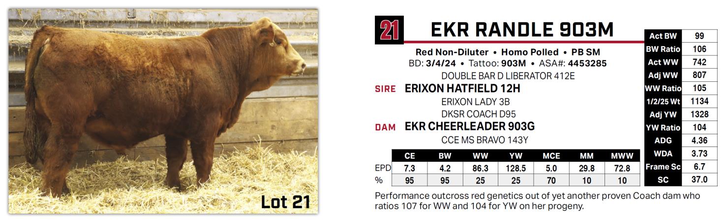 Lot 21: Ekstrum Simmentals & Simm/Genetics - Annual Simmental Bull Sale ...