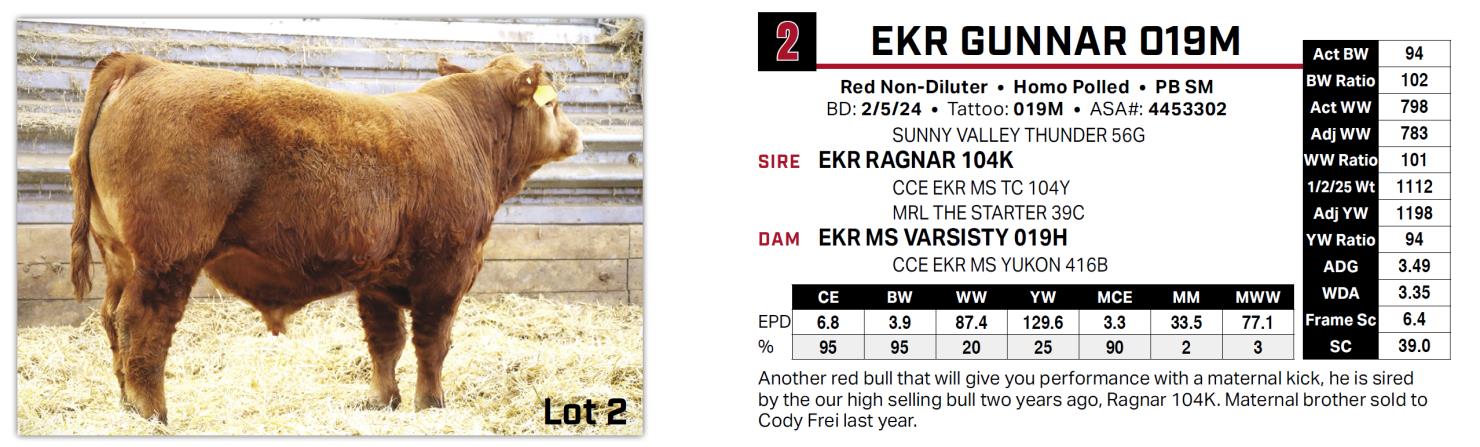 Lot 2: Ekstrum Simmentals & Simm/Genetics - Annual Simmental Bull Sale ...