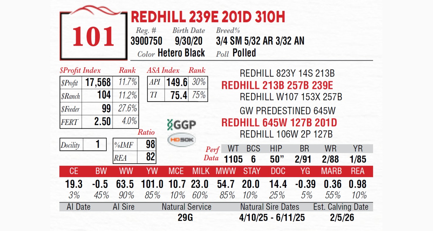 Lot 101: Red Hill Farms - Bulls & Females of Fall Sale | DVAuction