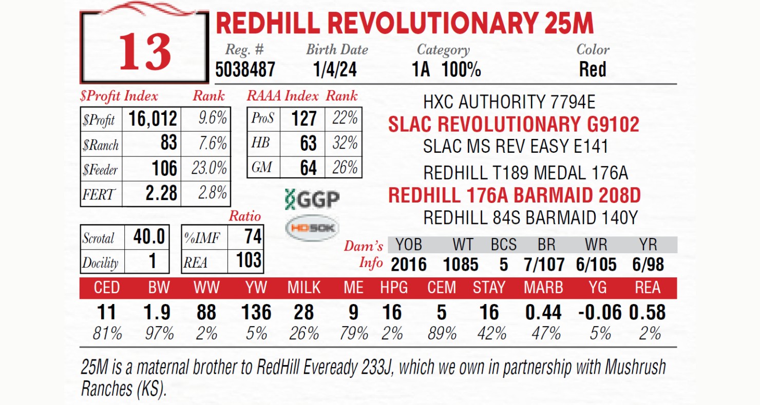 Lot 13: Red Hill Farms - Bulls & Females of Fall Sale | DVAuction