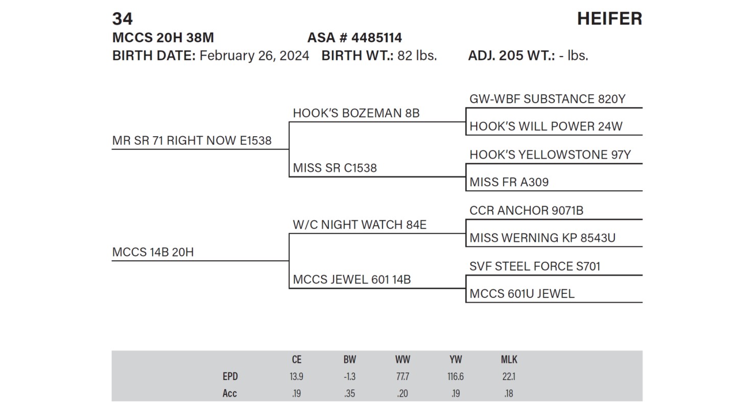 Lot 34: Thyen Farms, Mertens Cattle, and Thyen - Annual Bull Sale ...