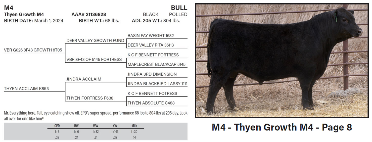 Lot m4: Thyen Farms, Mertens Cattle, and Thyen - Annual Bull Sale ...
