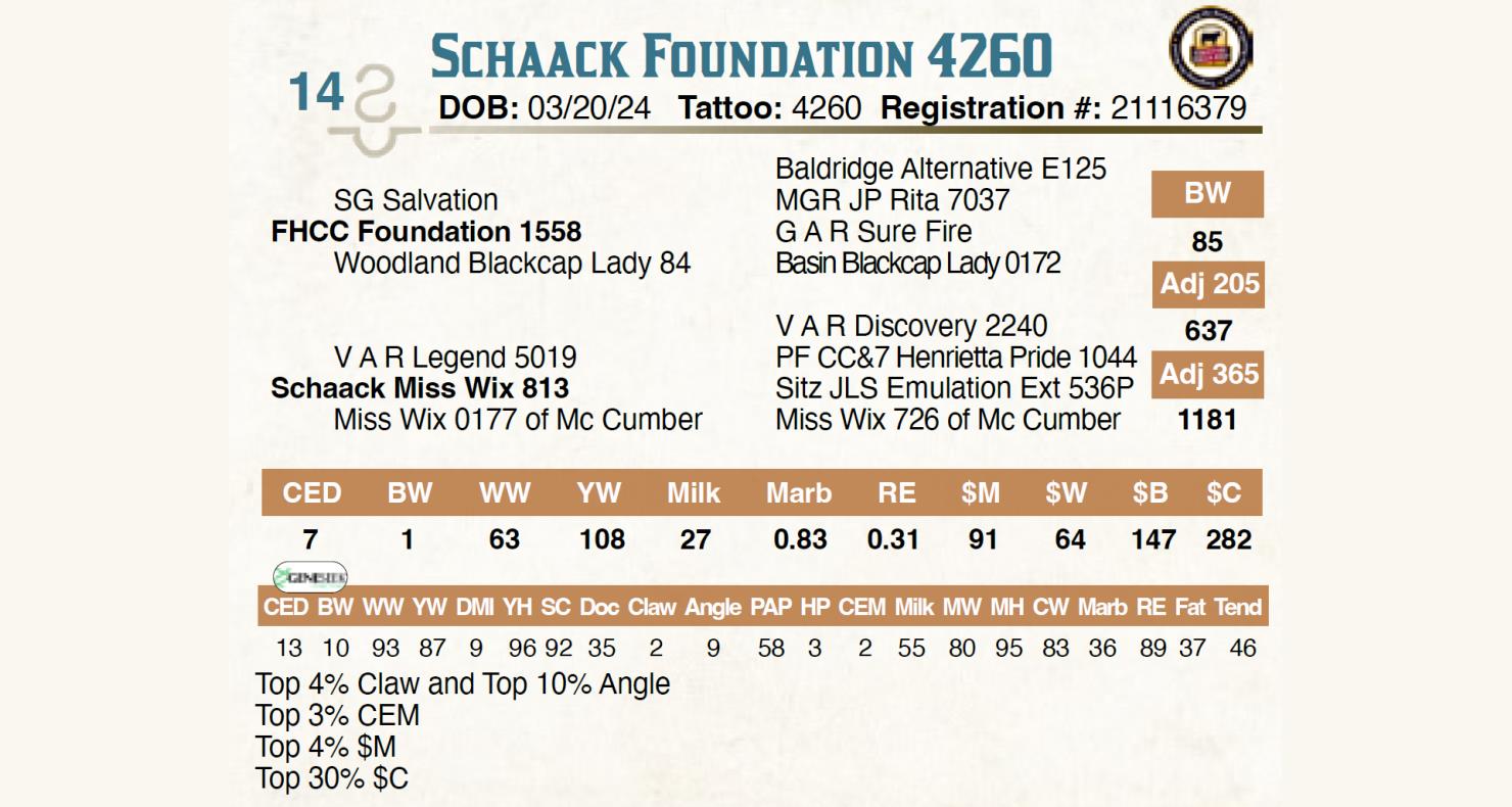 Lot 14: Schaack Ranch - Annual Angus Bull Sale | DVAuction