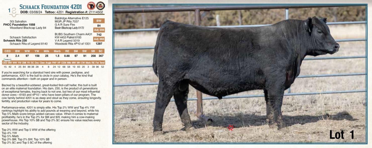 Lot 1: Schaack Ranch - Annual Angus Bull Sale | DVAuction