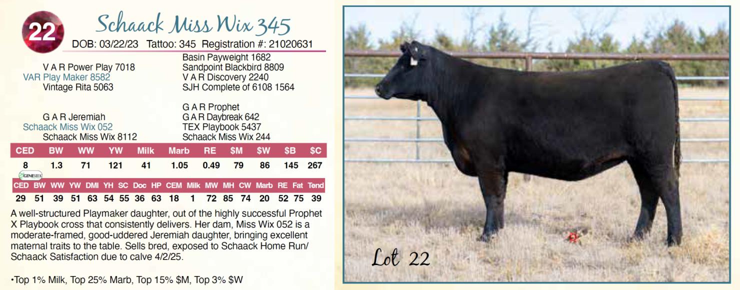 Lot 22: Schaack Ranch - Maternal Gems Angus Bred Females & Replacements ...