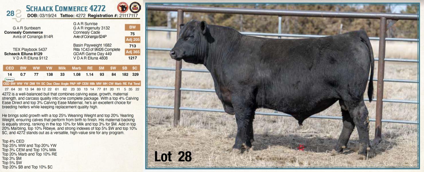Lot 28: Schaack Ranch - Annual Angus Bull Sale | DVAuction