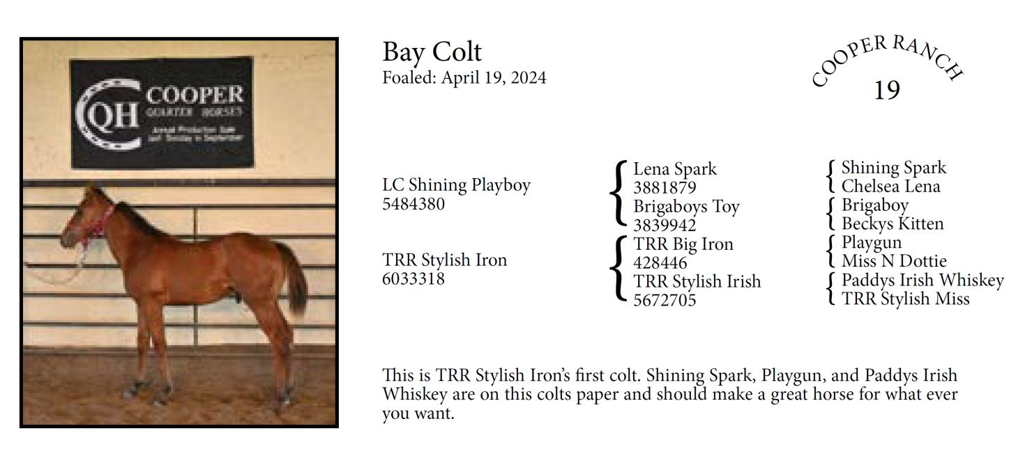 Lot 19: Cooper Quarter Horses - 44th Annual Production Sale | DVAuction