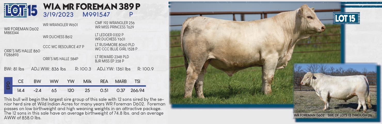 Lot 15: Wild Indian Acres - Fall Bull Sale | DVAuction