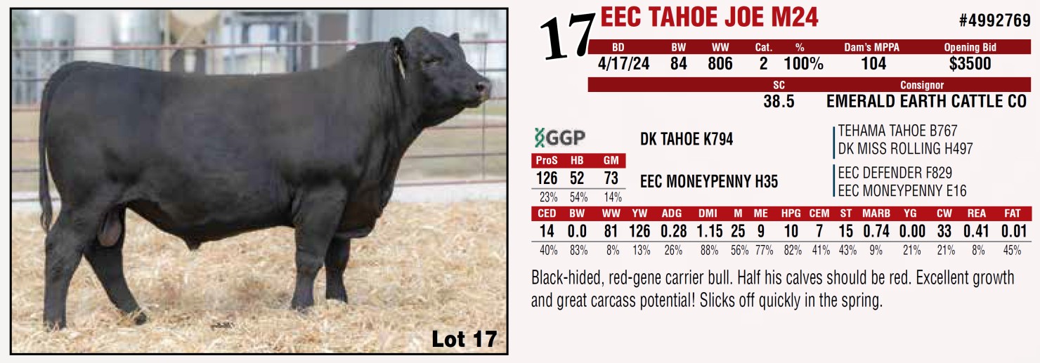 Lot 17 - EEC Tahoe Joe M24: Red Tie Event Red Angus Bulls & Commercial ...