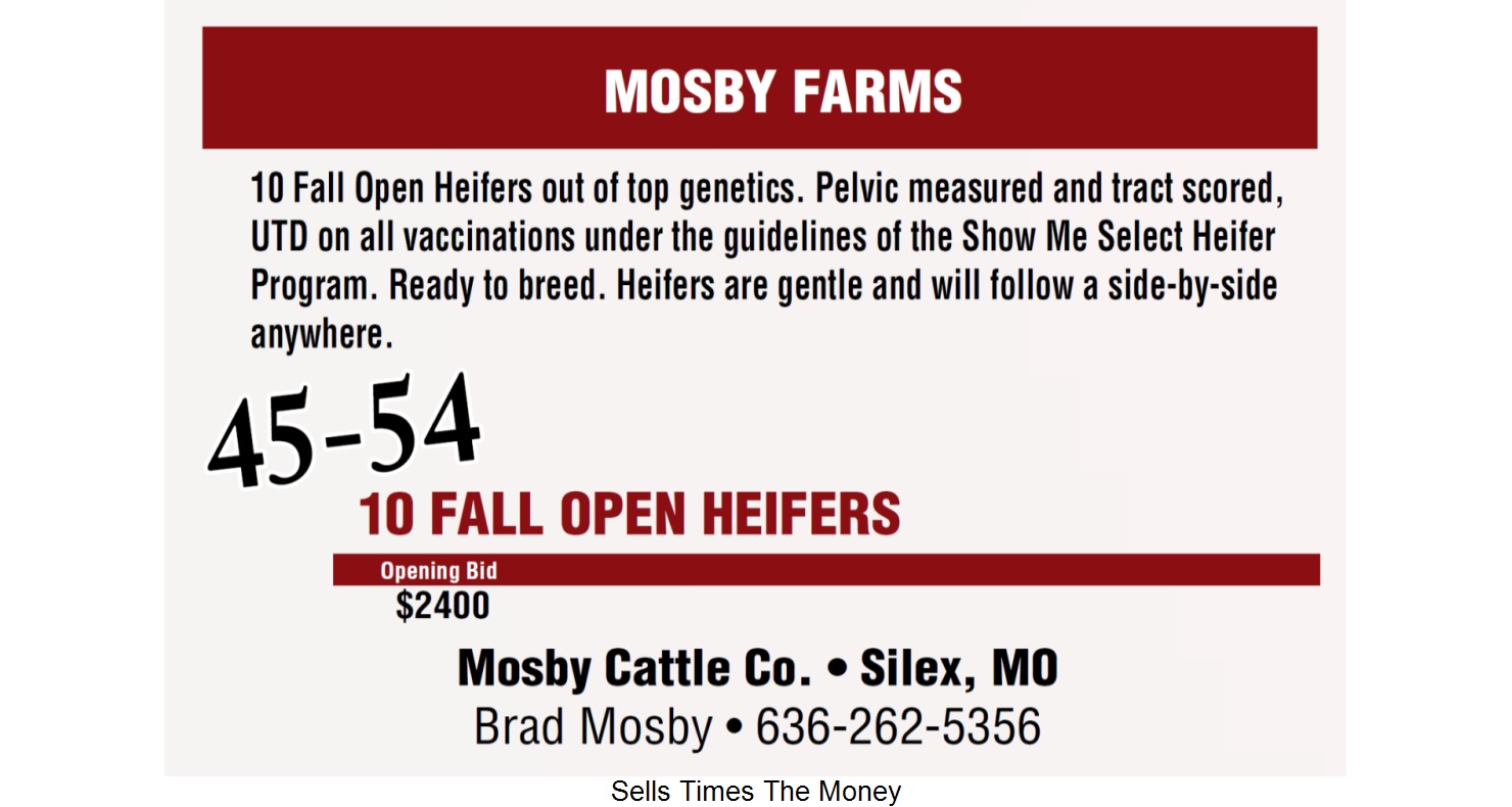 Lot 45-47 - Mosby Fall Open Heifers: Red Tie Event Red Angus Bulls ...