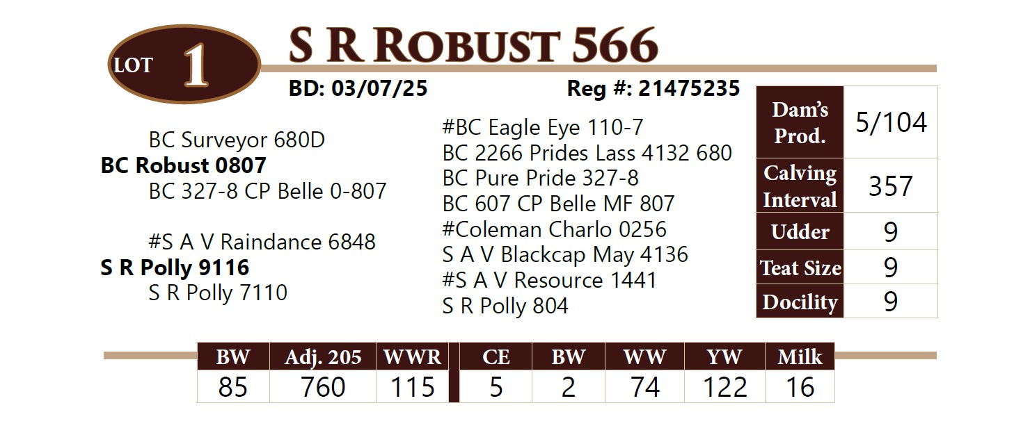 Lot 1: Strommen Ranch - Maternal POWER Angus Bull Sale | DVAuction