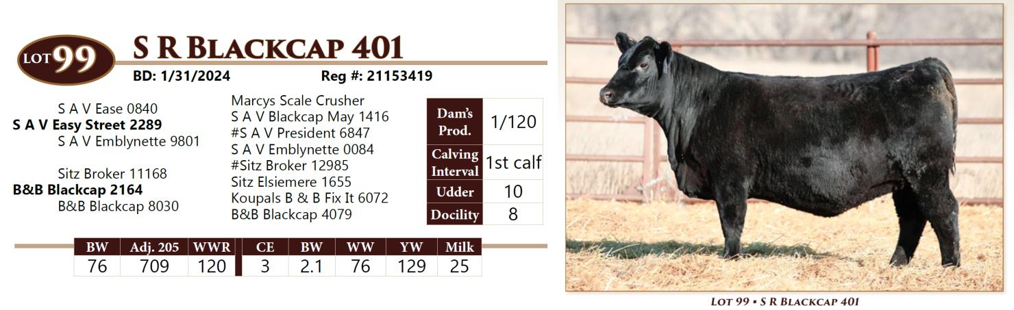 Lot 99: Strommen Ranch - Annual Production Sale | DVAuction