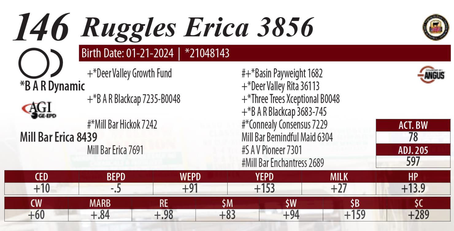 Lot 146: Ruggles Angus - Annual Bull Sale | DVAuction