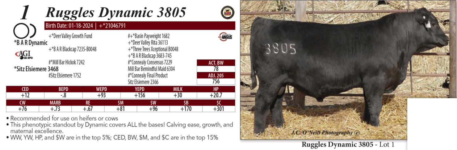 Lot 1: Ruggles Angus - Annual Bull Sale | DVAuction