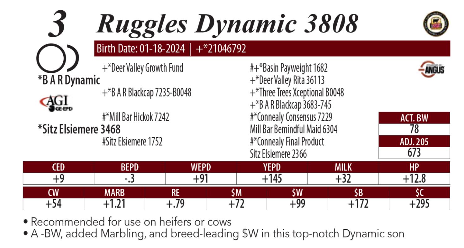 Lot 3: Ruggles Angus - Annual Bull Sale | DVAuction