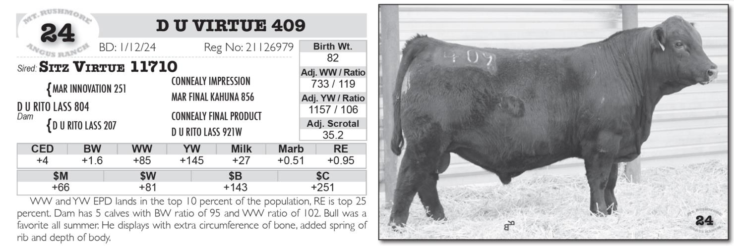 Lot 24: Mt. Rushmore Angus Ranch - 59th Annual Production Sale | DVAuction