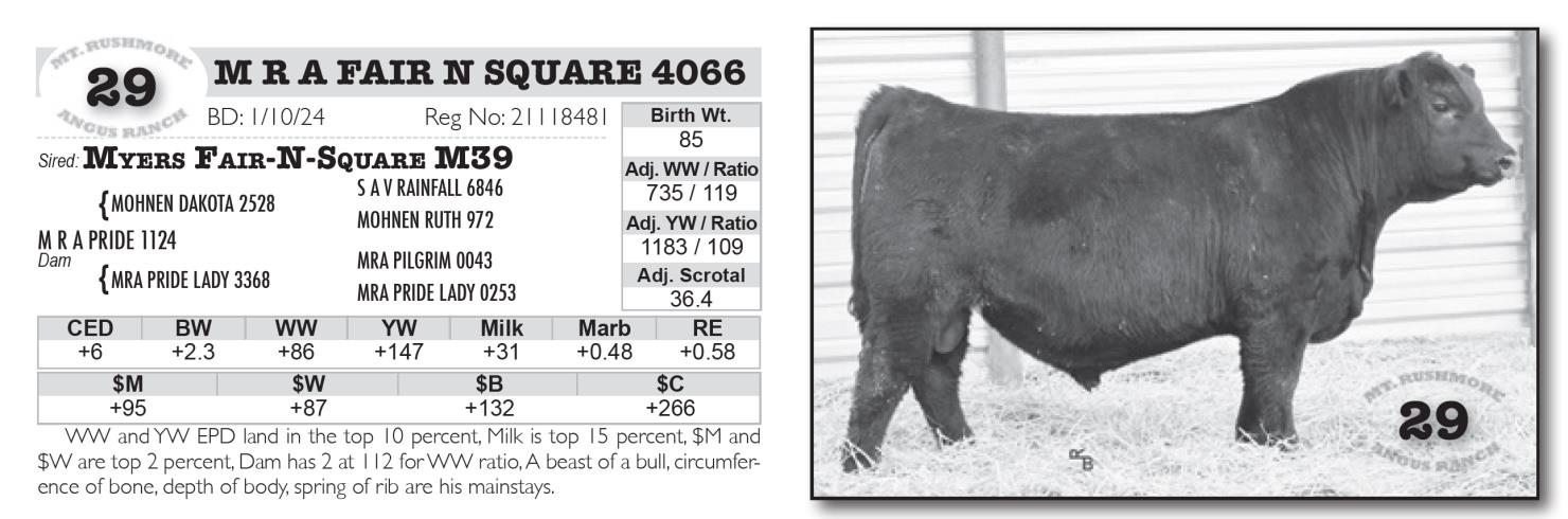 Lot 29: Mt. Rushmore Angus Ranch - 59th Annual Production Sale | DVAuction