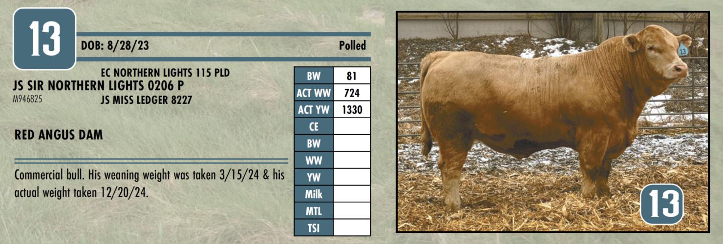 Lot 13: Stewart Charolais & Red Angus - 18th Annual Charolais & Red ...
