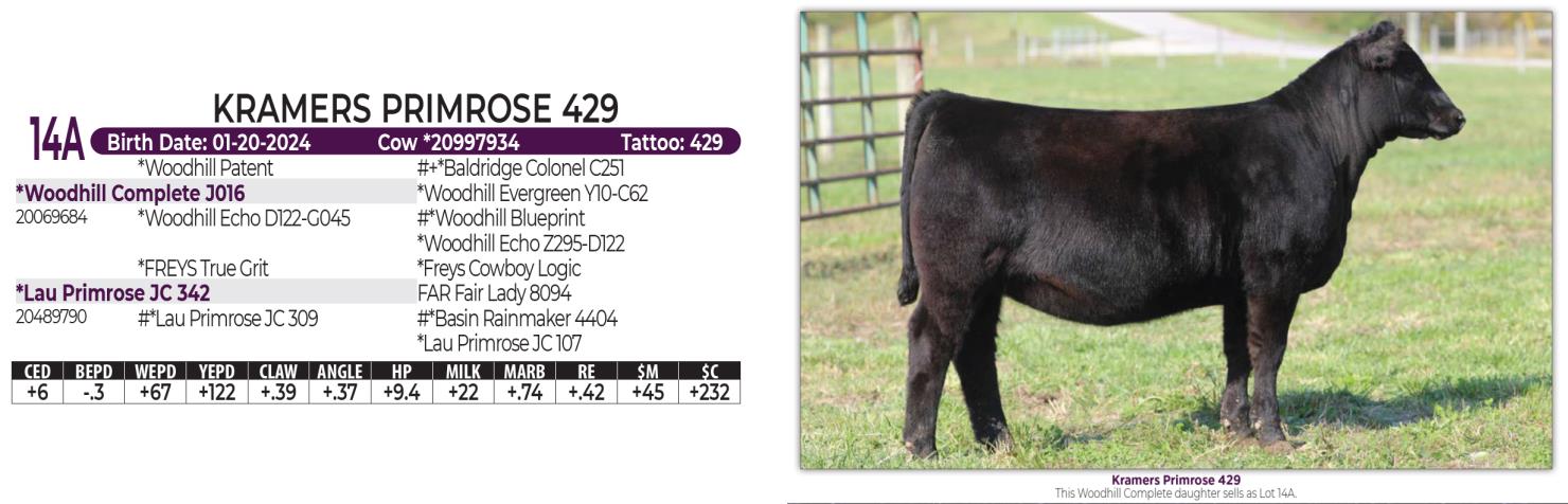 Lot 14a: Kramer Angus - Mature Cow Herd Dispersal | DVAuction