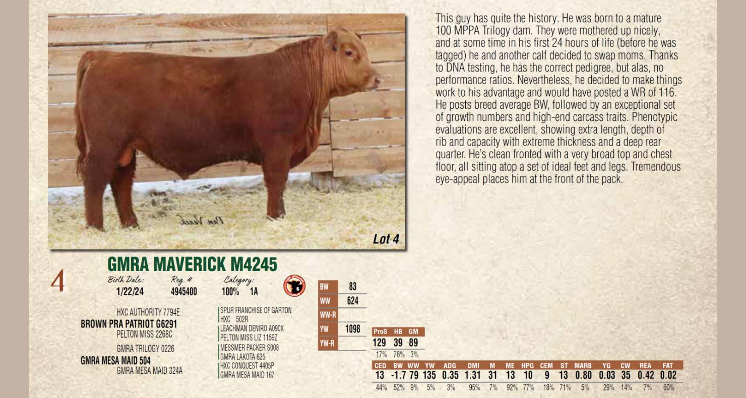 Lot 4: Green Mountain Red Angus - Annual Bull Sale | DVAuction