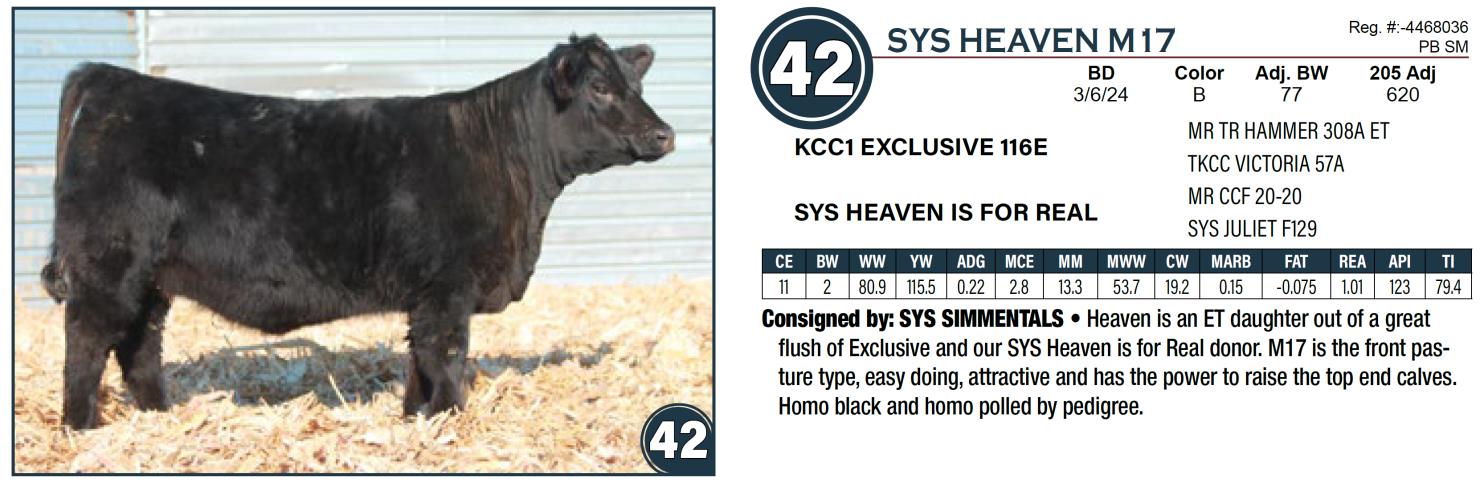 Lot 42: Northwest North Dakota Select Simmental Sale - Annual ...