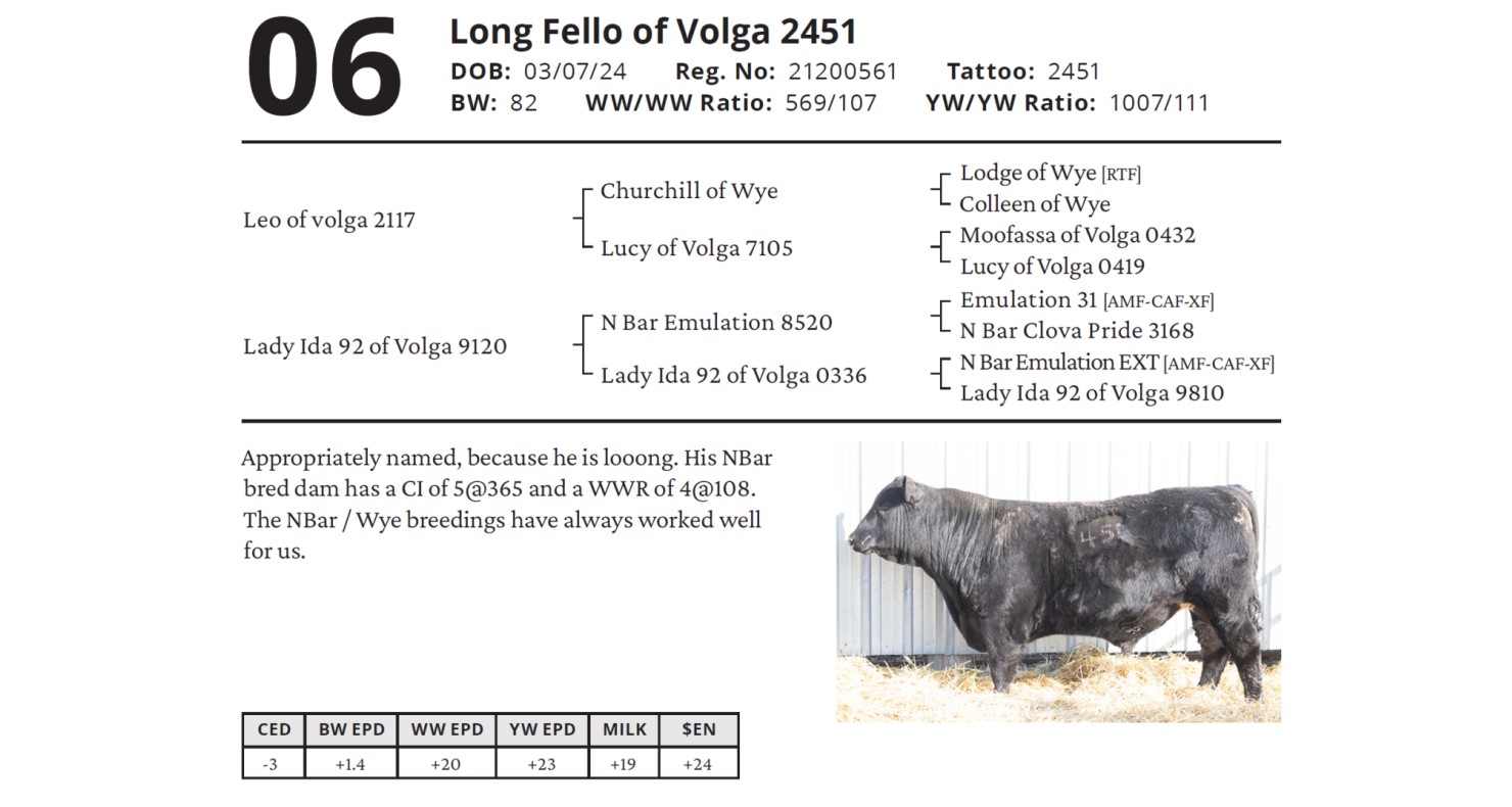 Lot 6 - Long Fello of Volga 2451: Cotton Angus Ranch - Angus Bull ...
