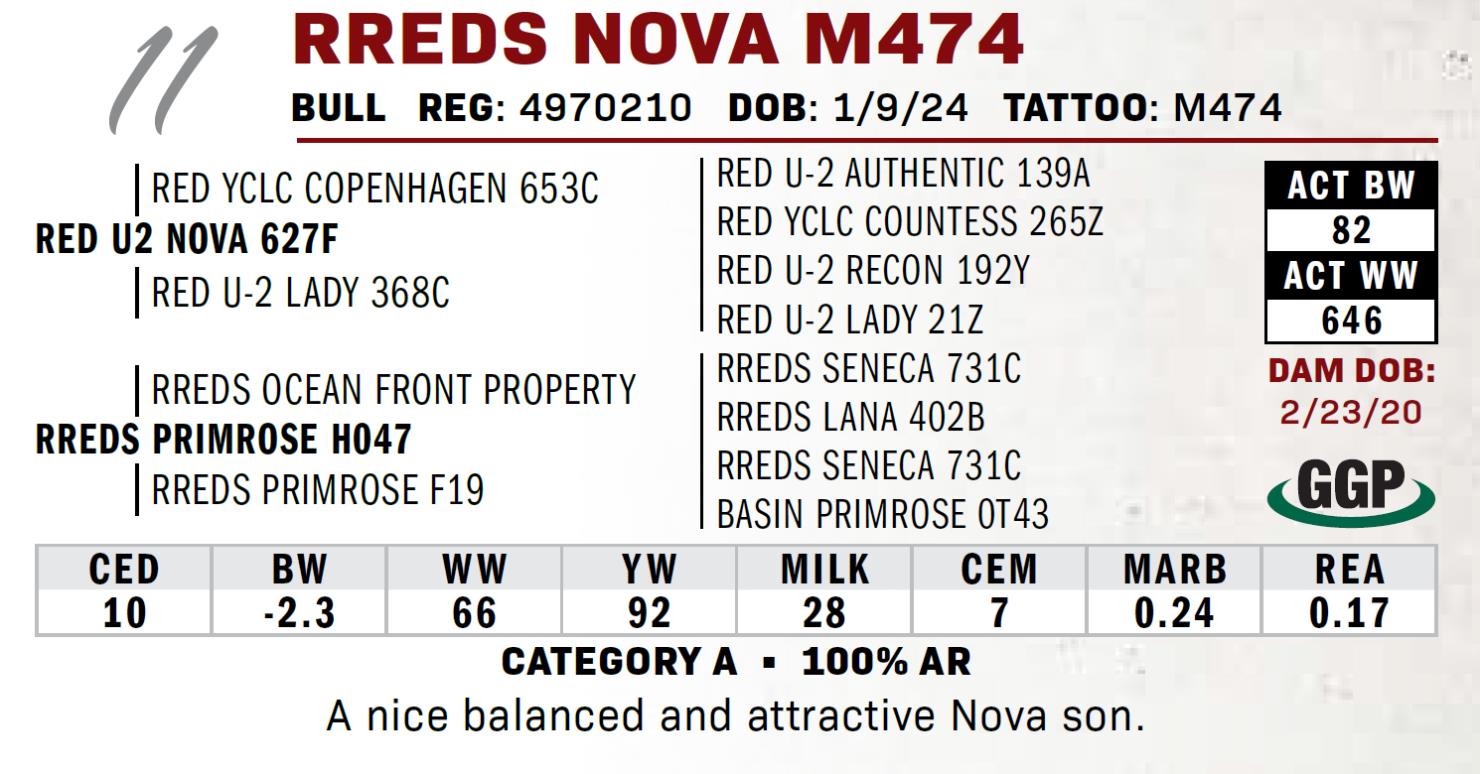 Lot 11: Rhodes Red Angus - 10th Annual Red Angus Bull Sale | DVAuction