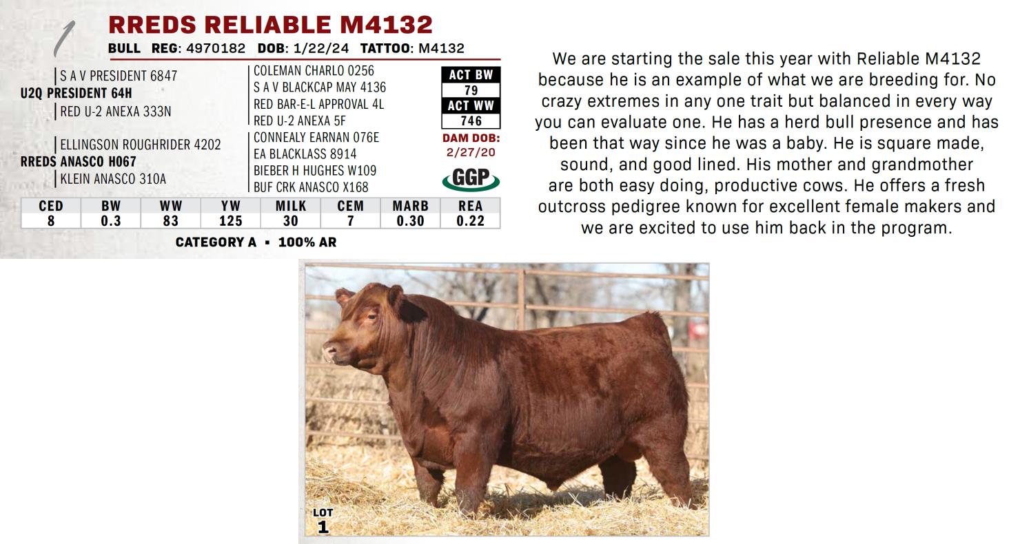 Lot 1: Rhodes Red Angus - 10th Annual Red Angus Bull Sale | DVAuction