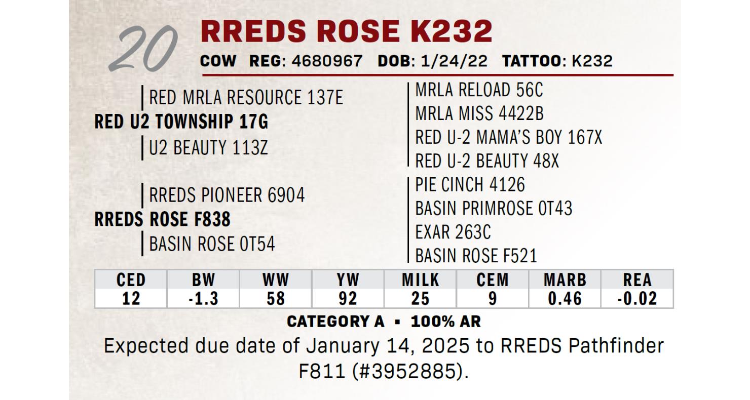 Lot 20 - RREDS ROSE K232: Rhodes Red Angus - Female Sale | Rhodes Red Angus