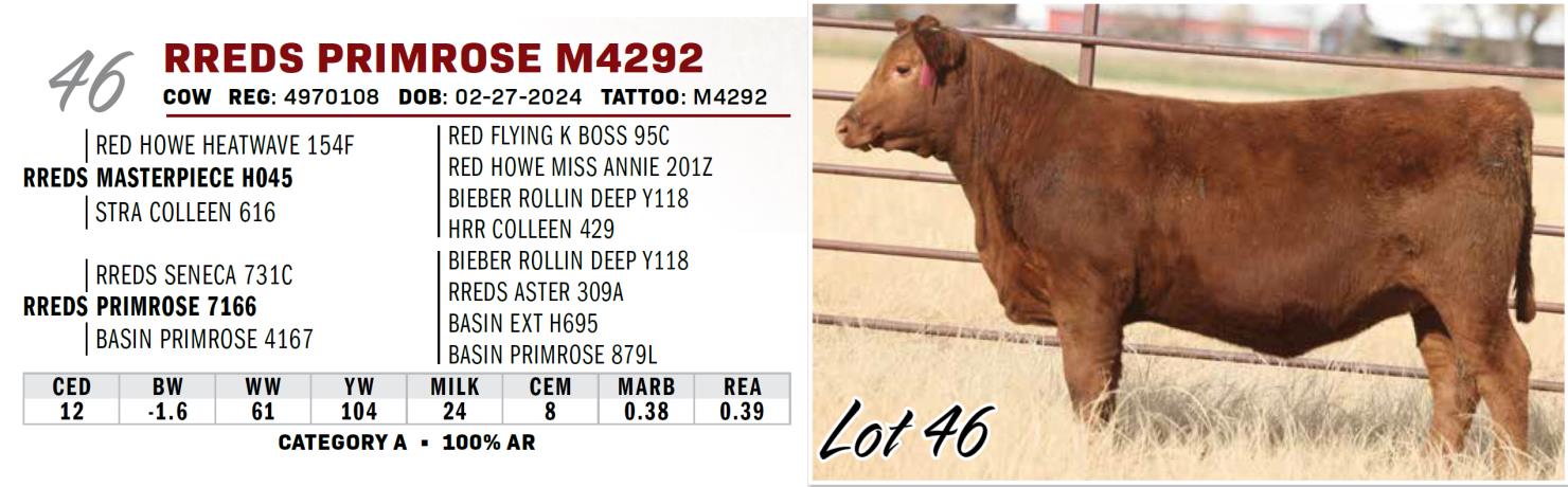 Lot 46 - RREDS PRIMROSE M4292: Rhodes Red Angus - Female Sale | Rhodes ...