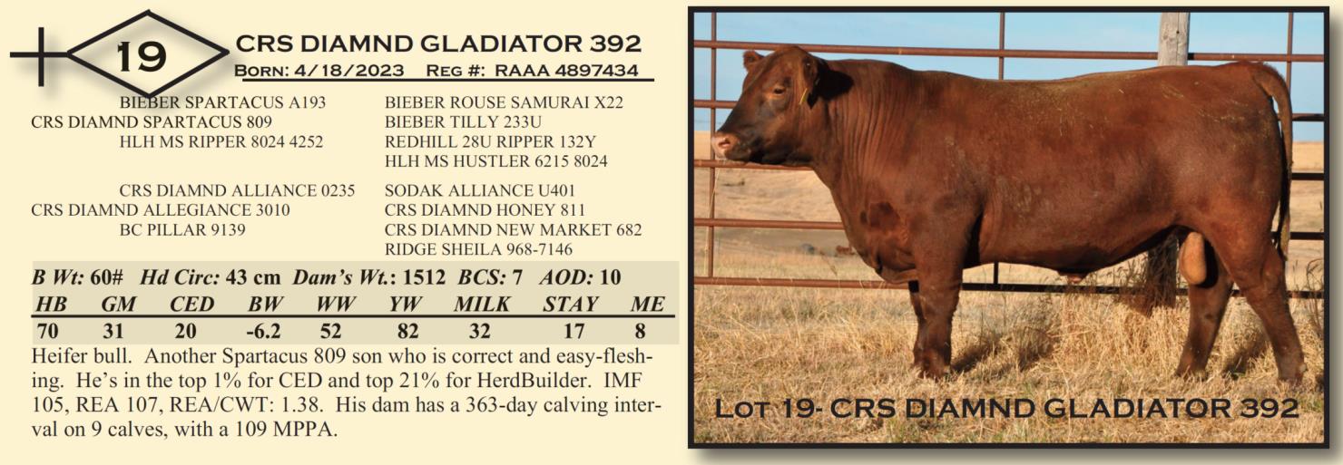 Lot 19: Cross Diamond Cattle Company - Annual Production Sale | DVAuction