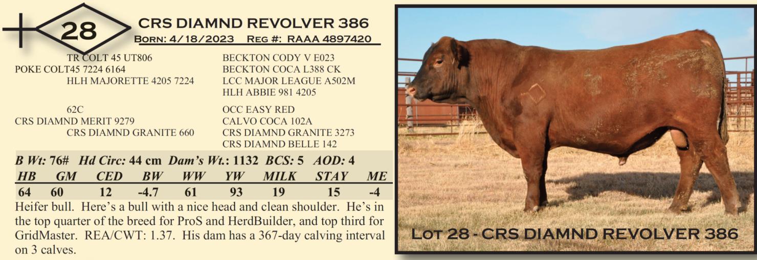 Lot 28: Cross Diamond Cattle Company - Annual Production Sale | DVAuction