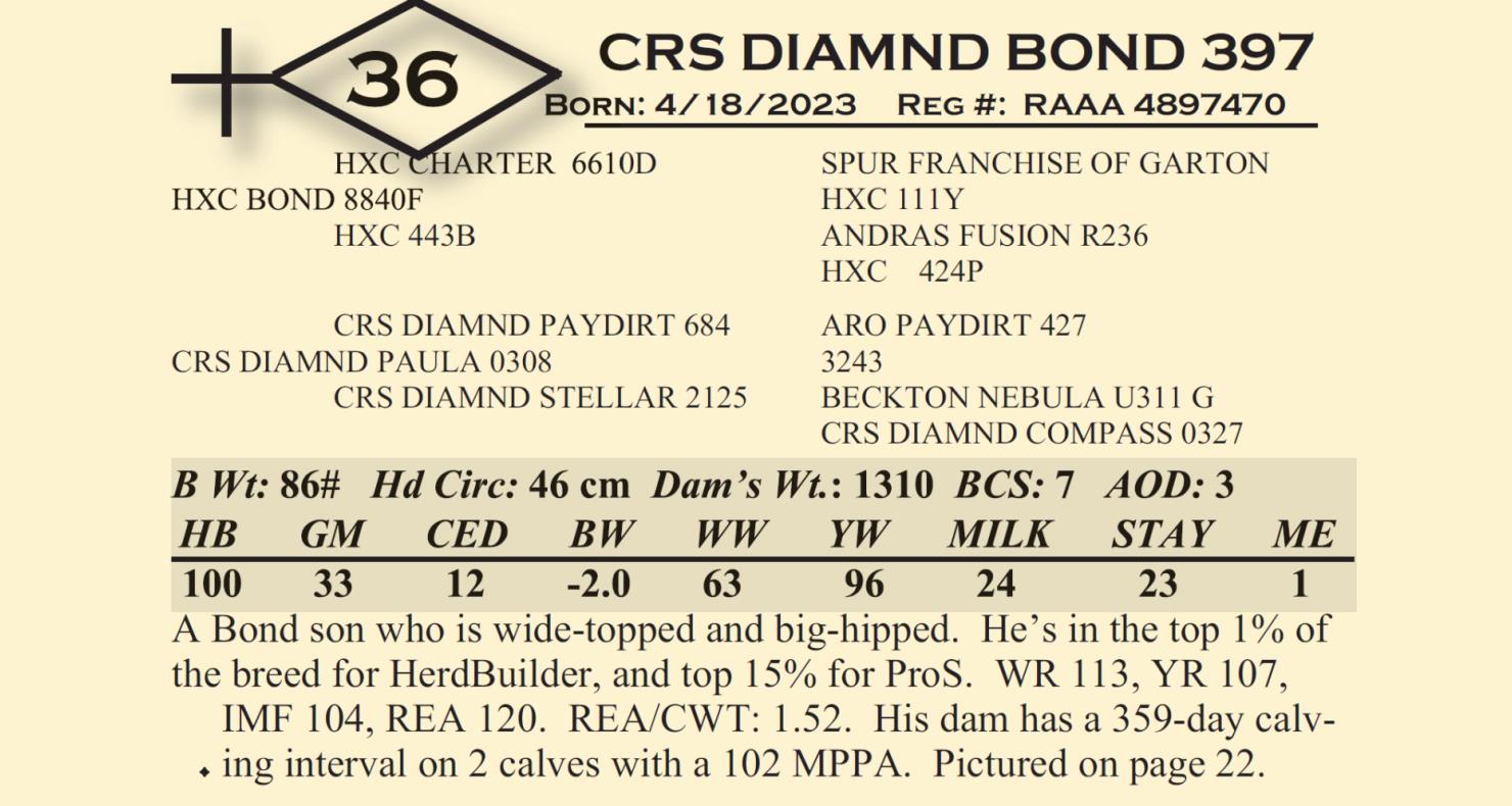 Lot 36: Cross Diamond Cattle Company - Annual Production Sale | DVAuction