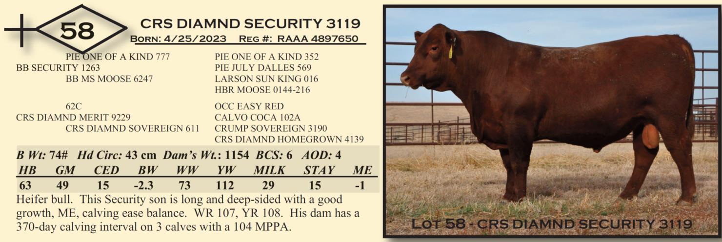 Lot 58: Cross Diamond Cattle Company - Annual Production Sale | DVAuction