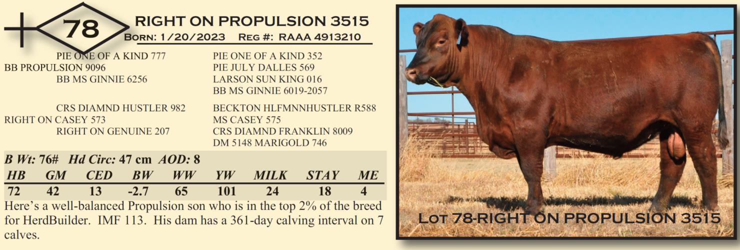 Lot 78: Cross Diamond Cattle Company - Annual Production Sale | DVAuction