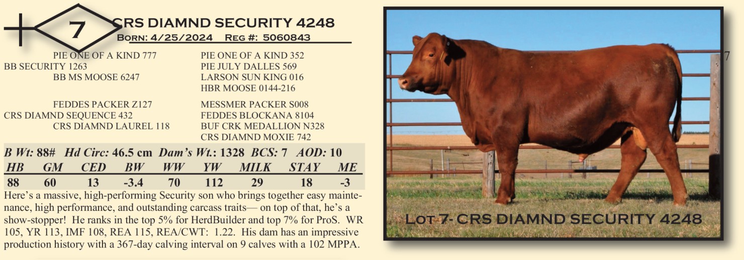 Lot 7: Cross Diamond Cattle Company - Annual Production Sale | DVAuction