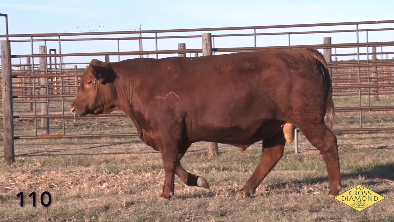 Lot 110: Cross Diamond Cattle Company - Annual Production Sale | DVAuction