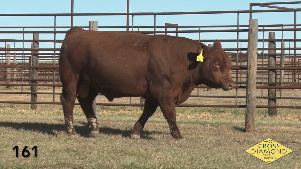 Lot 161: Cross Diamond Cattle Company - Annual Production Sale | DVAuction