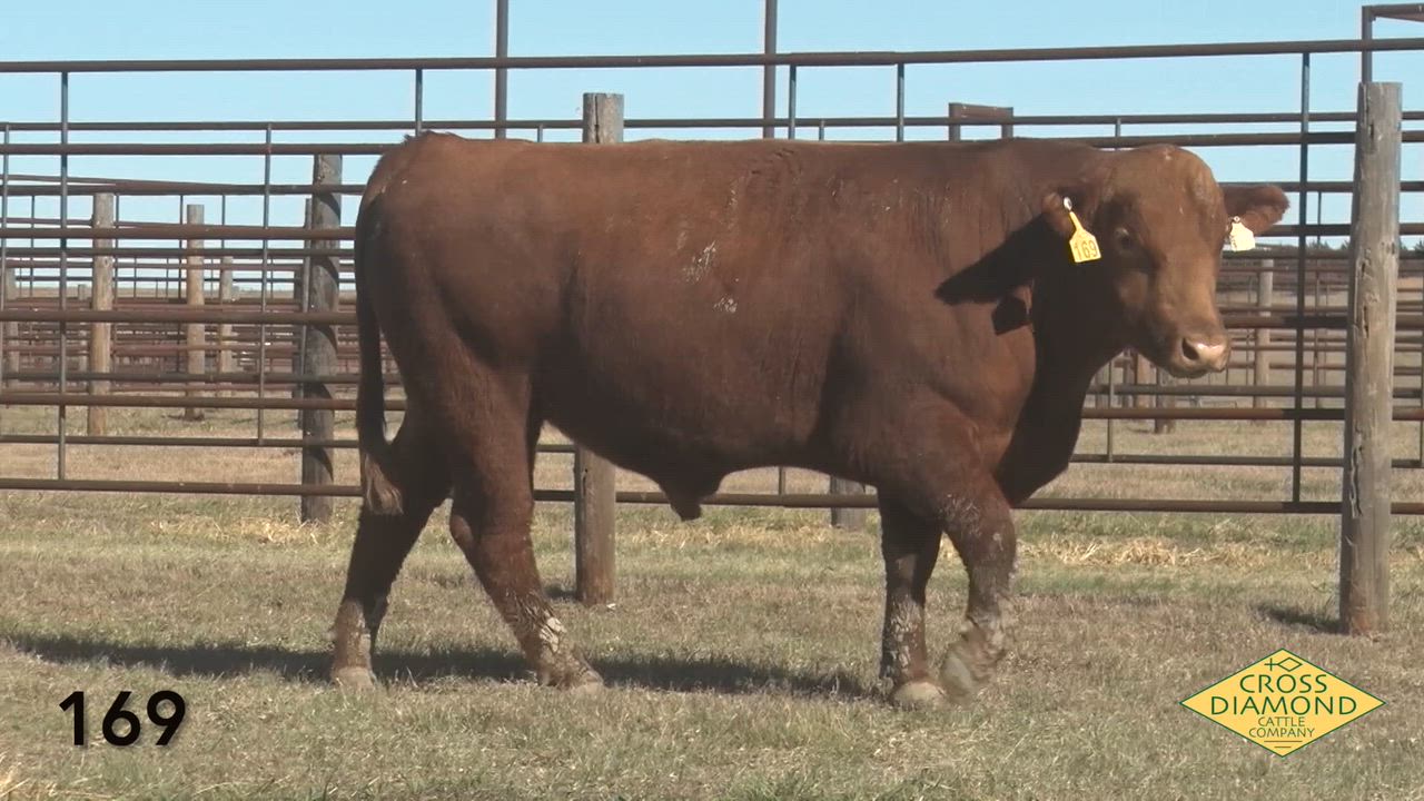 Lot 169: Cross Diamond Cattle Company - Annual Production Sale | DVAuction