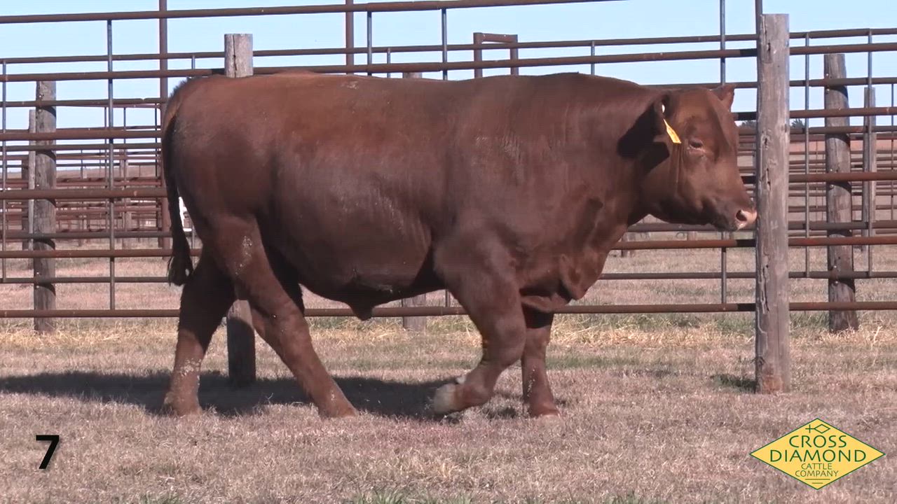 Lot 7: Cross Diamond Cattle Company - Annual Production Sale | DVAuction