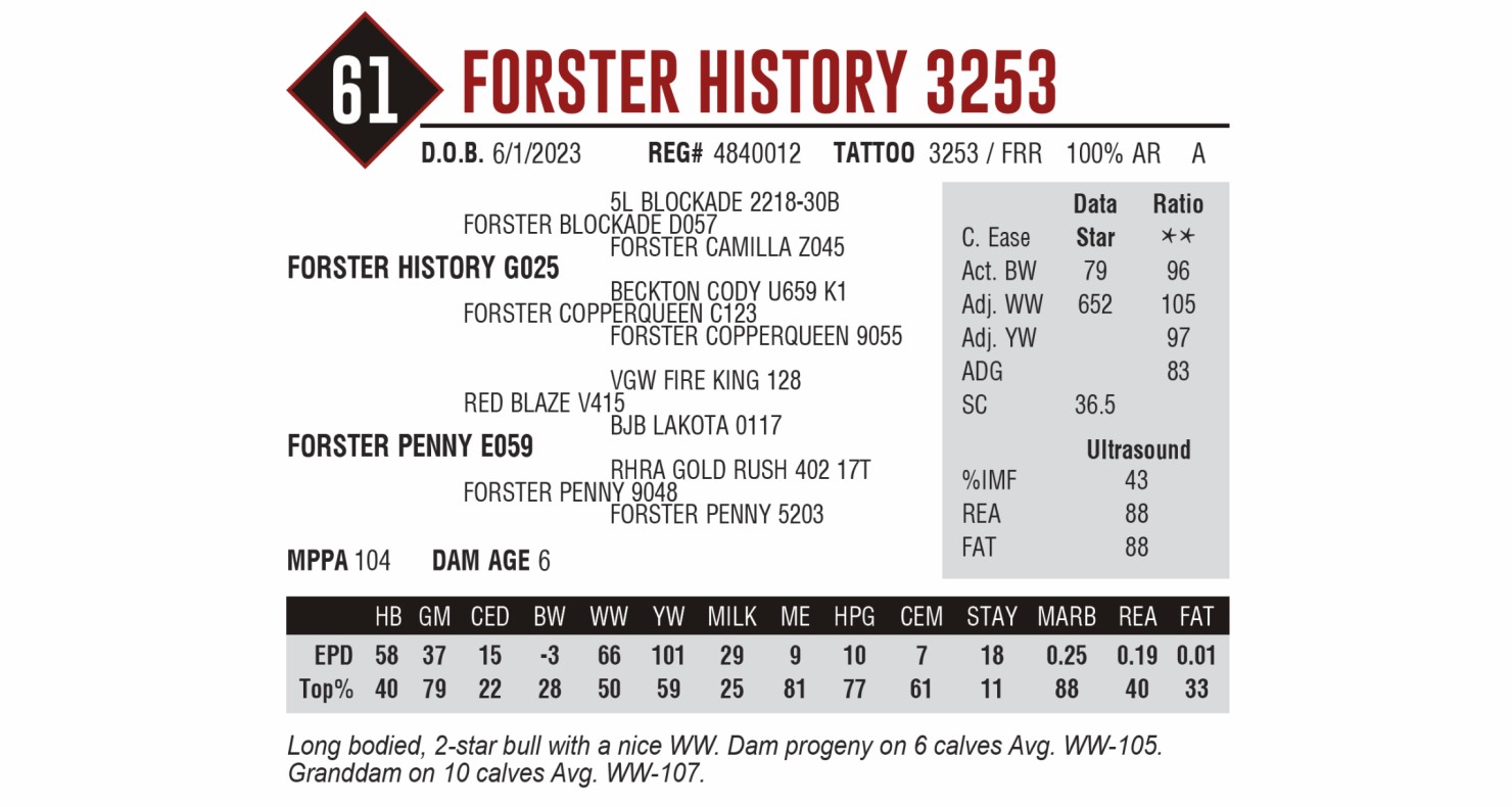 Lot 61: Forster Red Angus - Bull Sale | Forster Red Angus