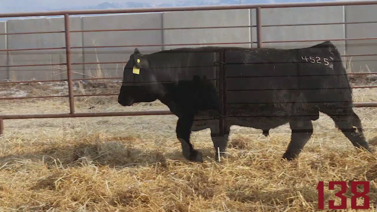 Lot 138: Van Dyke Angus Ranch Cattleman's Advantage Bull Sale | DVAuction