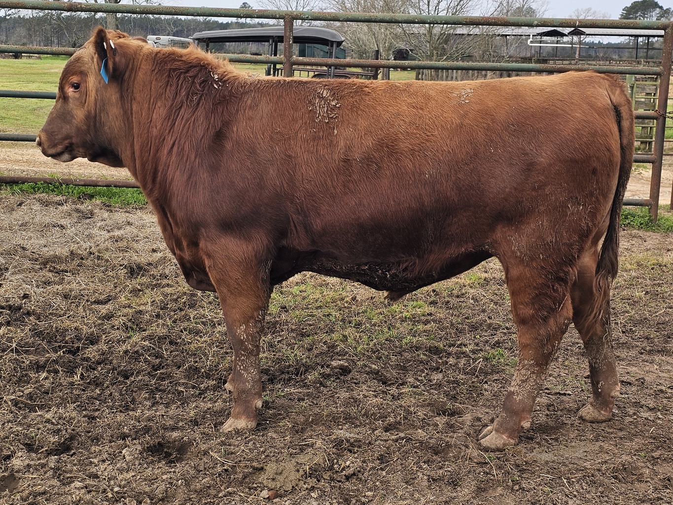 Lot 164: Southeast Texas Independent Cattlemen's Association ...